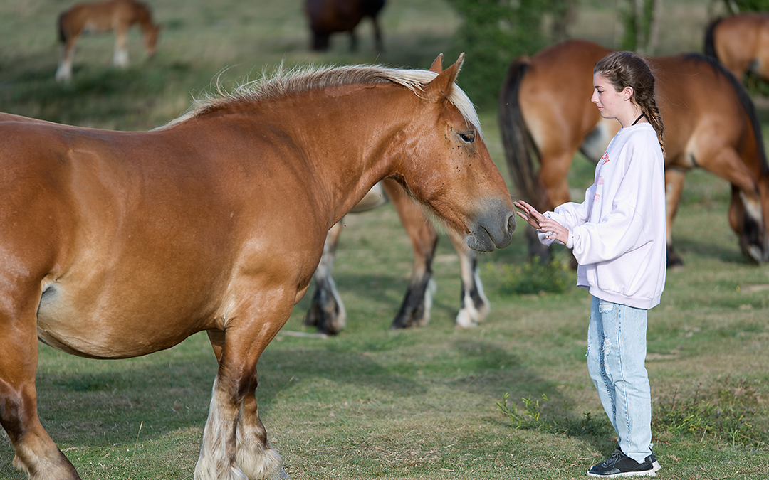 Descubre el lenguaje corporal de los caballos | Zaragoza Hípica